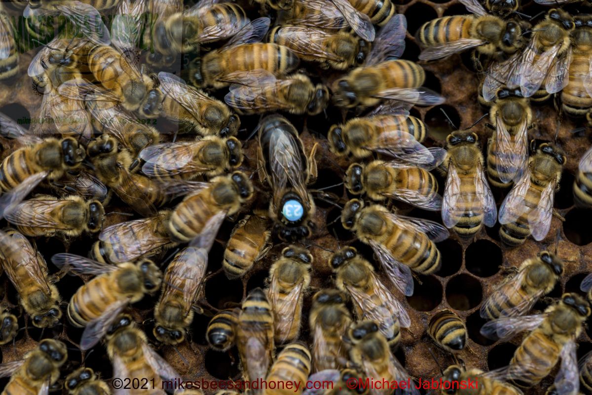Carniolan Queen Bees